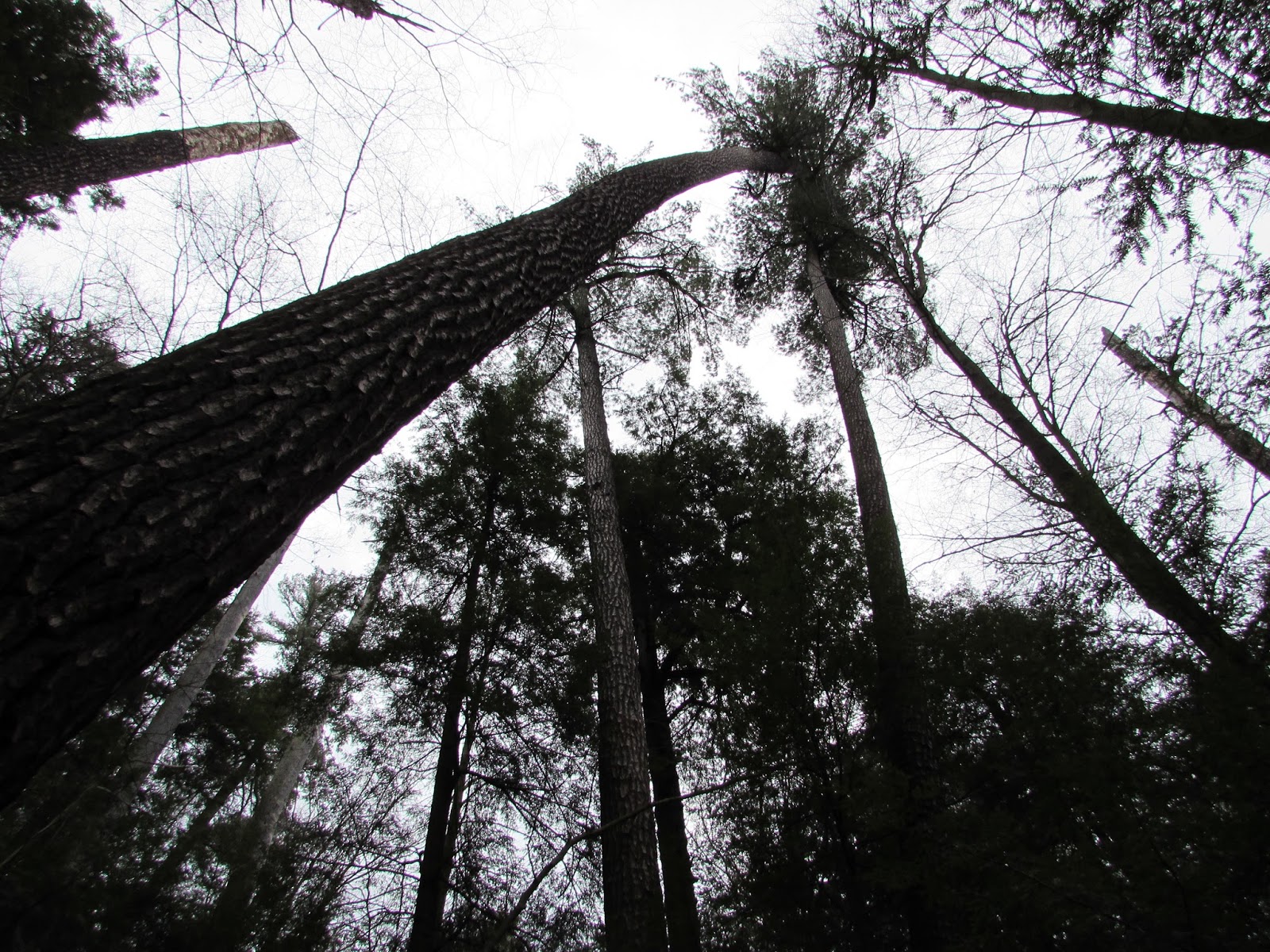 Cook Forest State Park: Tranquil Old Growth Forest, the Clarion River ...
