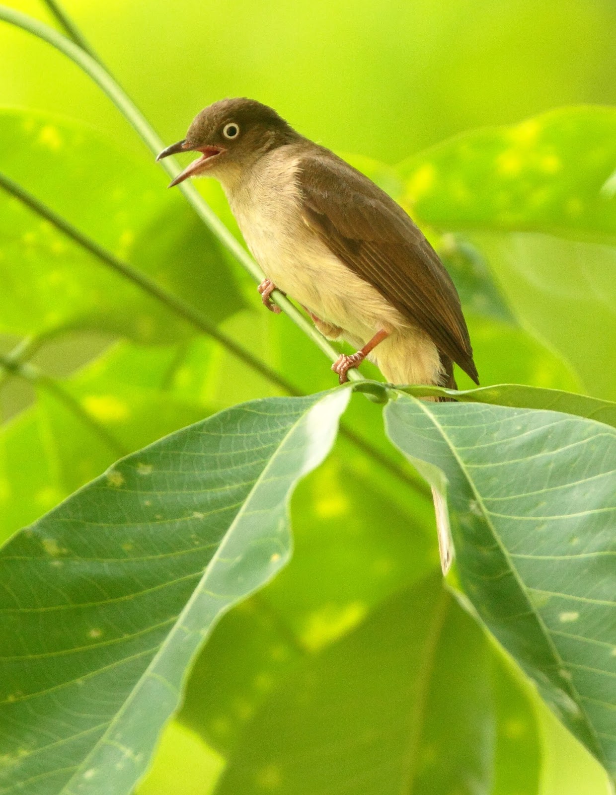 Mike is the name Birding is the game ( Birding in Malaysia - Malaysian ...