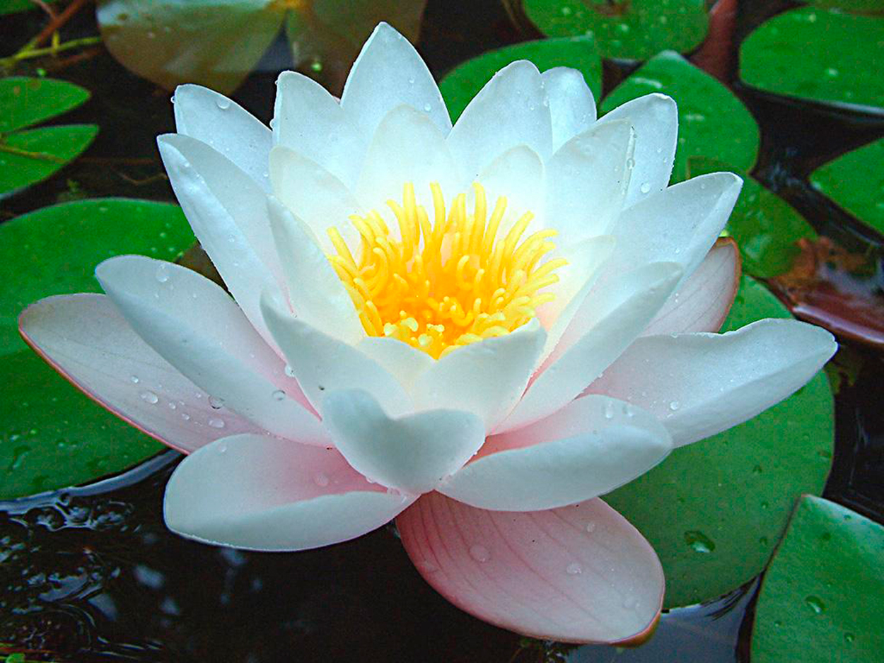 Grădina lui Dumnezeu: Pentru că mă numesc Femeie...