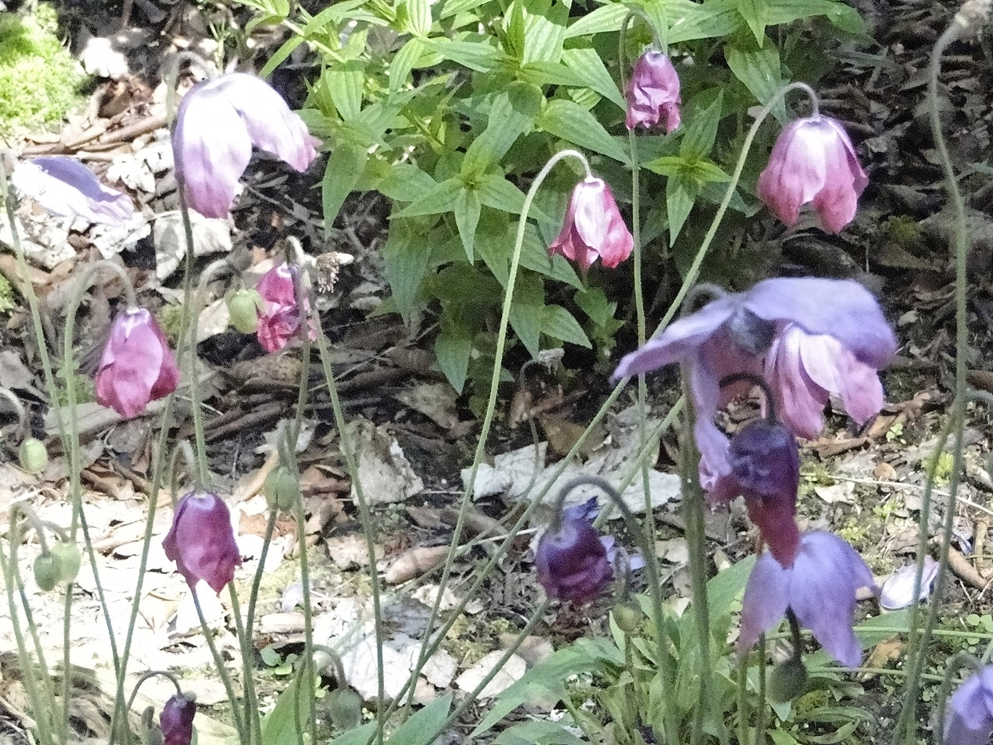 Meconopsis World - A Visual Reference: Red / Mauve Drooping Flowers