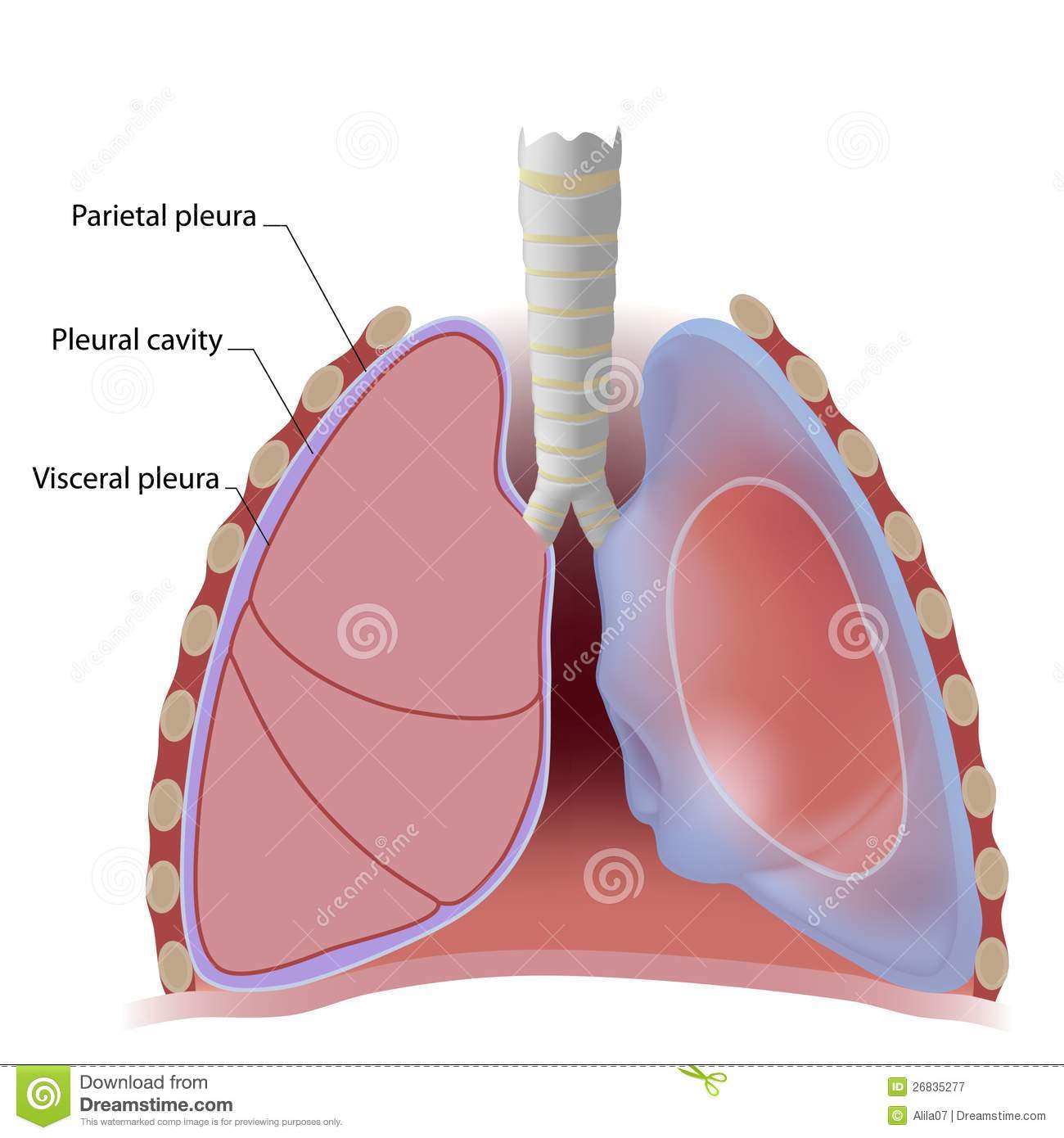 Histoembriologia : febrero 2019