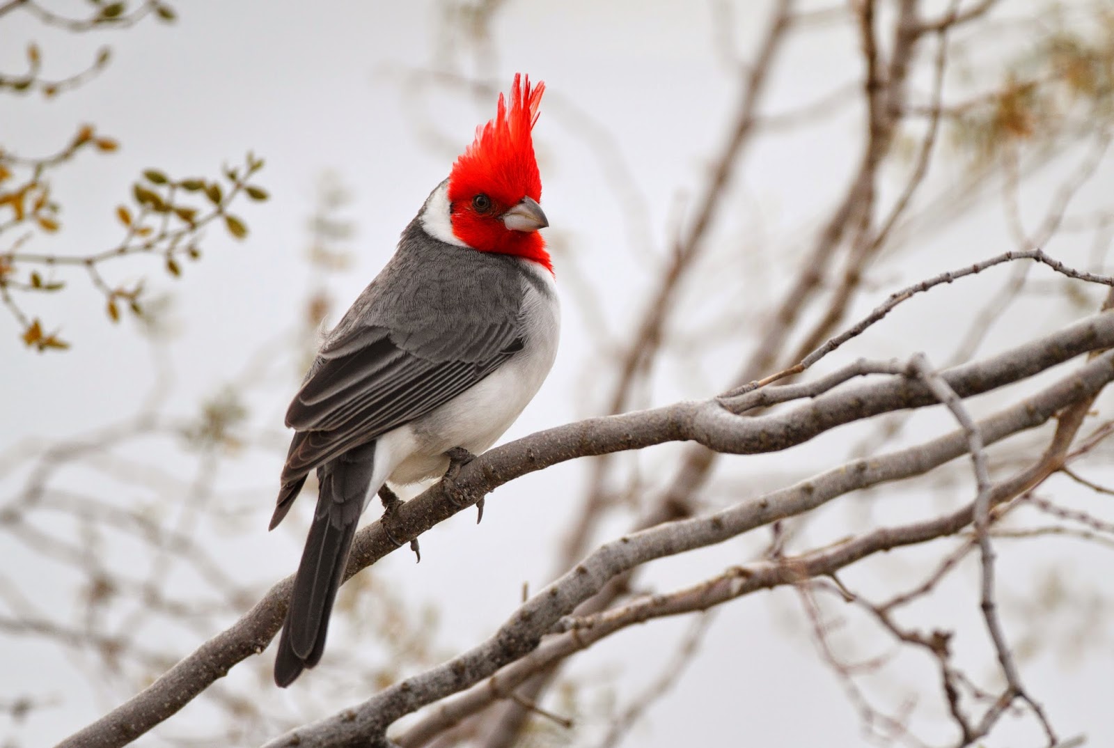 Aves de Patagonia: Cardenal Copete Rojo (Paroaria coronata)