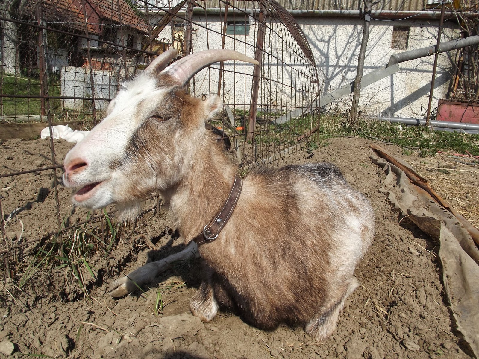 Srdénko: Acidóza bachora