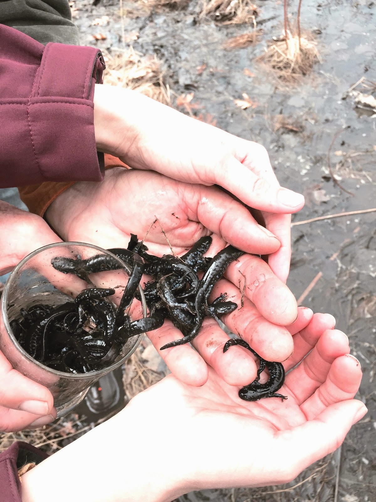Vestal Grove: Dead Salamanders - then Salamandistas to the rescue!
