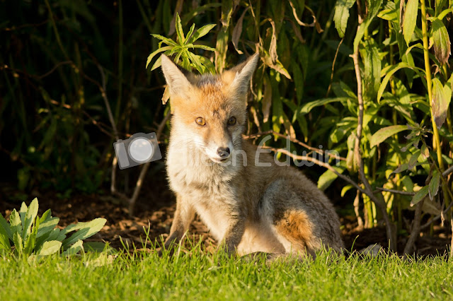 Aileen Edwin: Surprised Fox