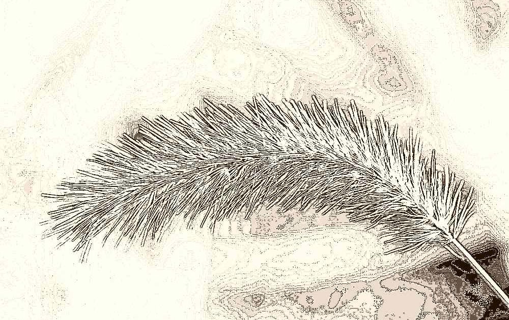 The Scriptures: Mark-06-52