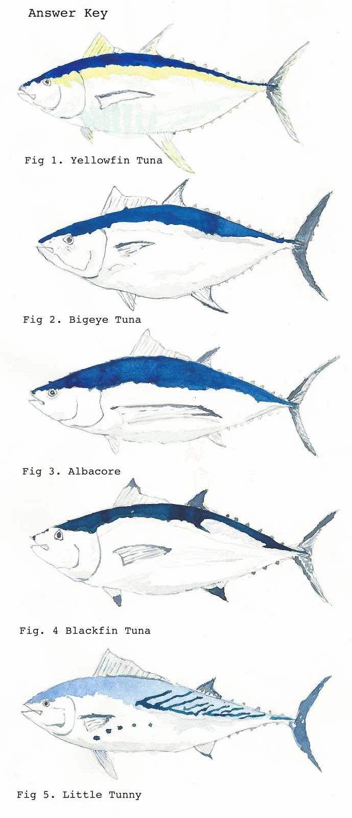 Pescadotes: name the tunas, win the cards