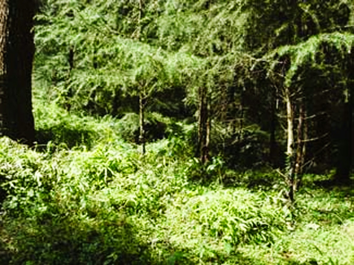 Sacred Groves: SACRED GROVES OF UTTARAKHAND