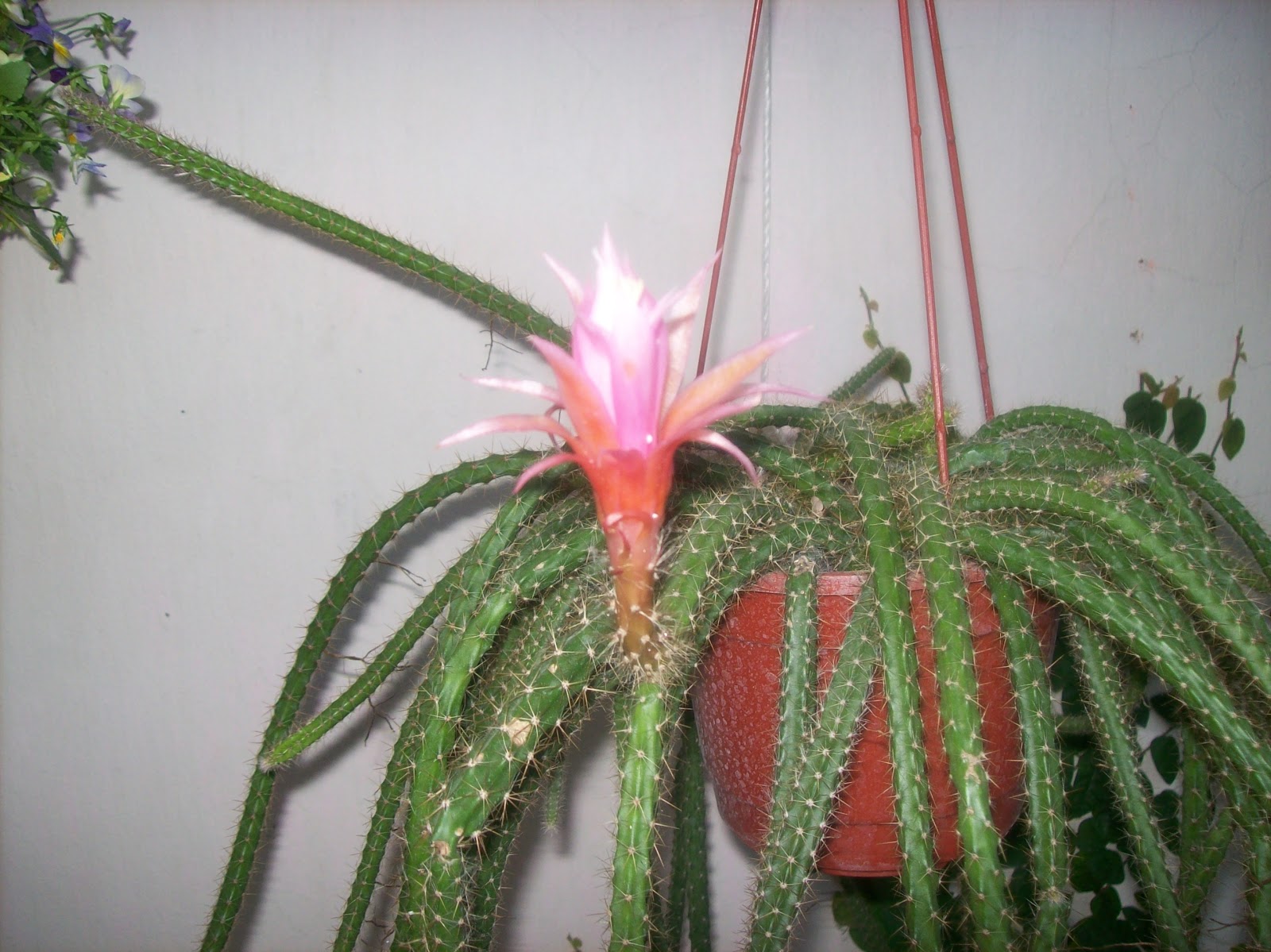 Los Cactus de Duilio: Aporocactus, Cactus de cola de rata, Cactus ...