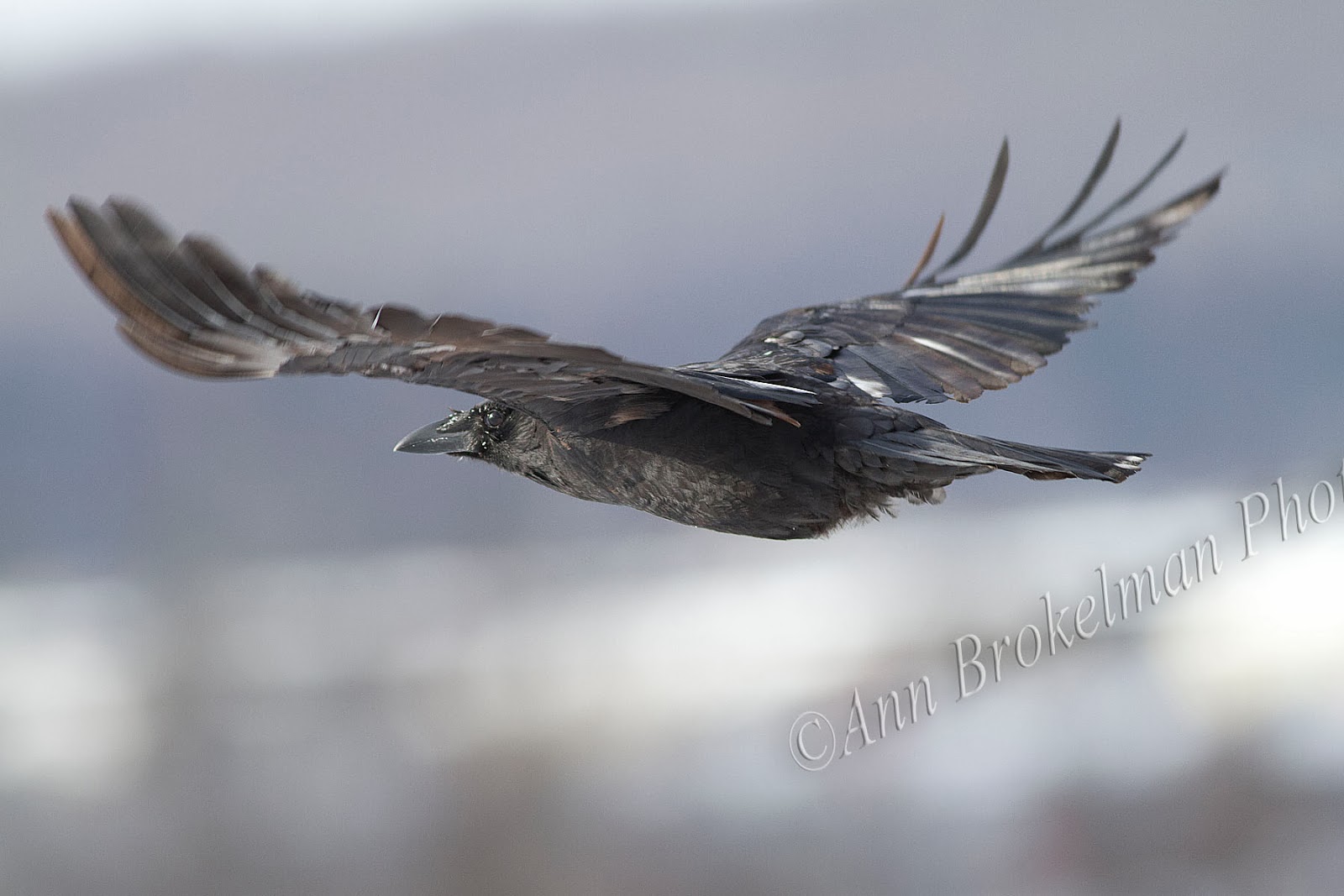 Ann Brokelman Photography: Common Raven - one a little bit different ...