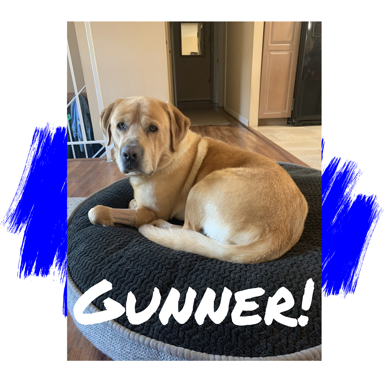 Friday's Friend! Dog Adoption, Lab Rescue | from the Dog's Paw- A ...