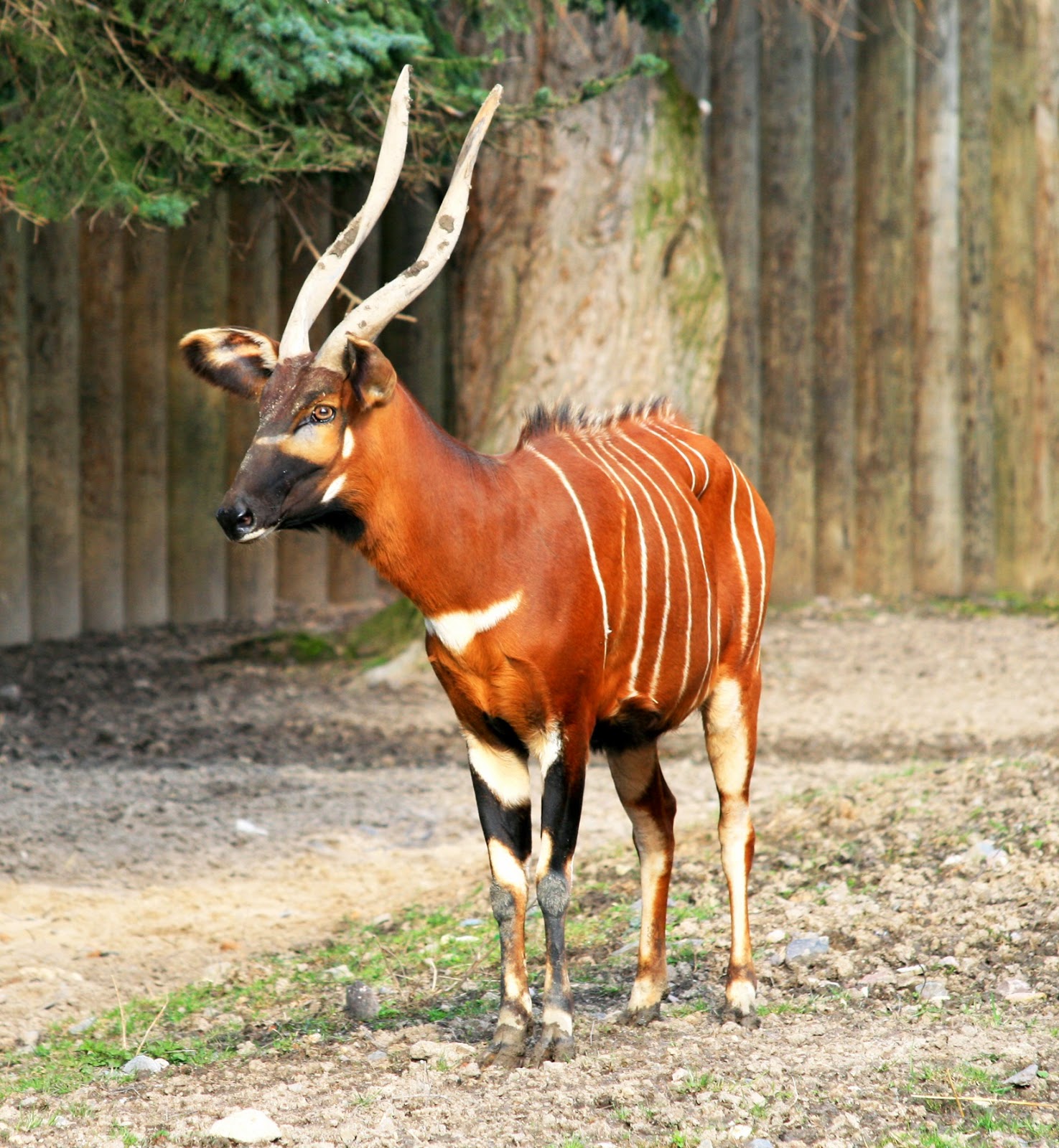 Mi Lindo Planeta Tierra: Bongo
