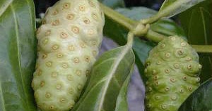 10 Benefícios da Fruta Noni para saúde - Frutas ajuda perder peso e ...