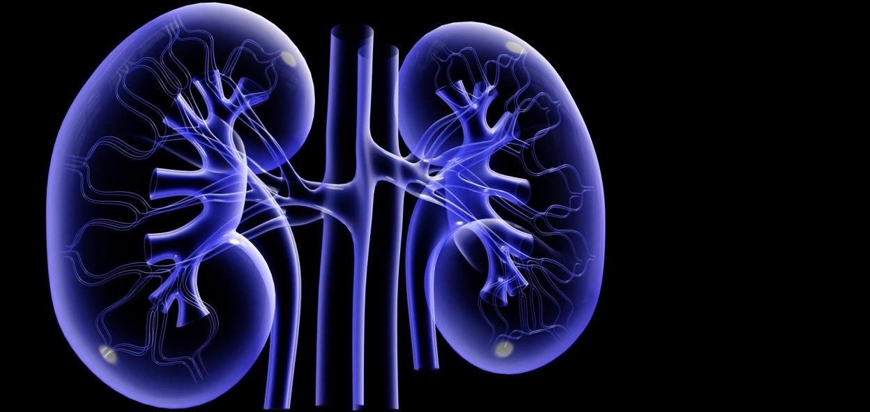 El riñón en los vertebrados - Biología