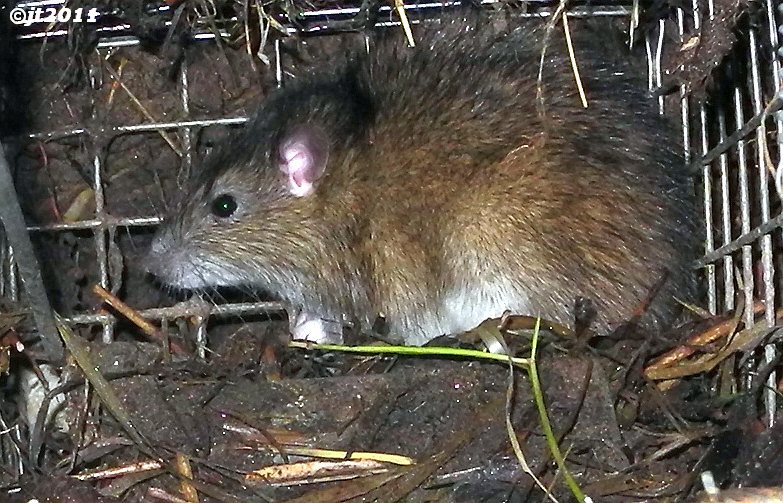 Simply Superb Swans: River Rat