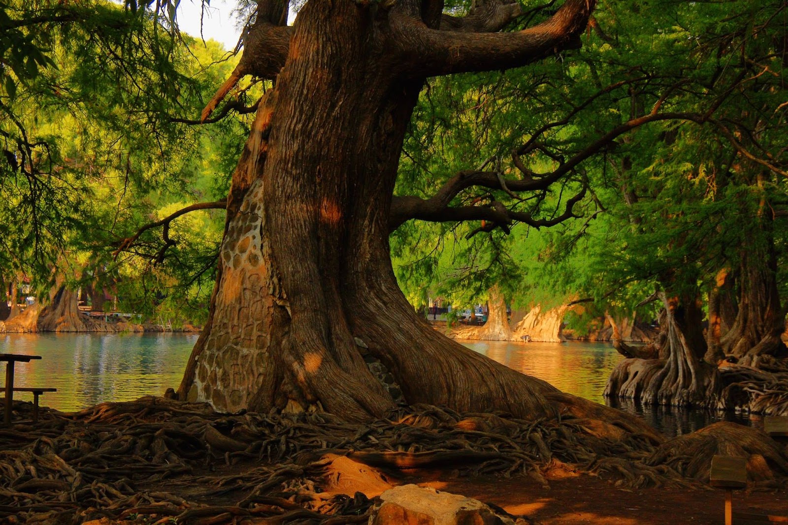 Jaime Ramos Méndez: Sabino, o ahuehuete, en el lago Camécuaro ...