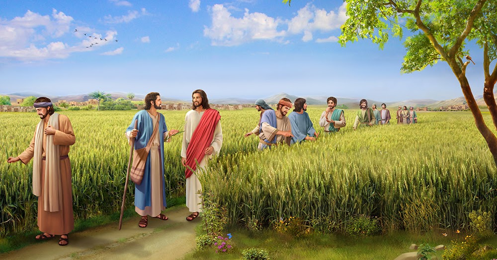 About Jesus: Did You Know ?: #42 The Disciples Pick Corn on the Sabbath