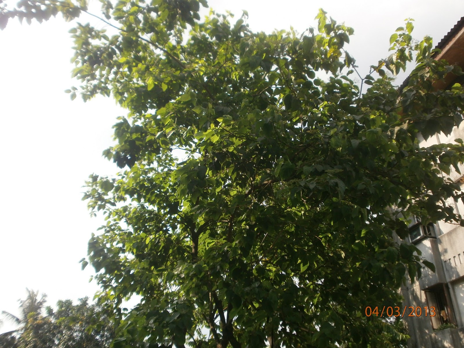 Photography with Dr. Ernie.: Alagaw tree, Premna Odorata