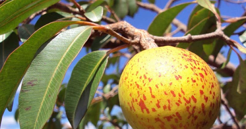 Taís Paranhos: Produção de Mangaba começa a ser mapeada em PE