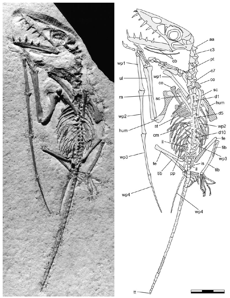 The Dragon's Tales: A New Juvenile Scaphognathus crassirostris Specimen ...