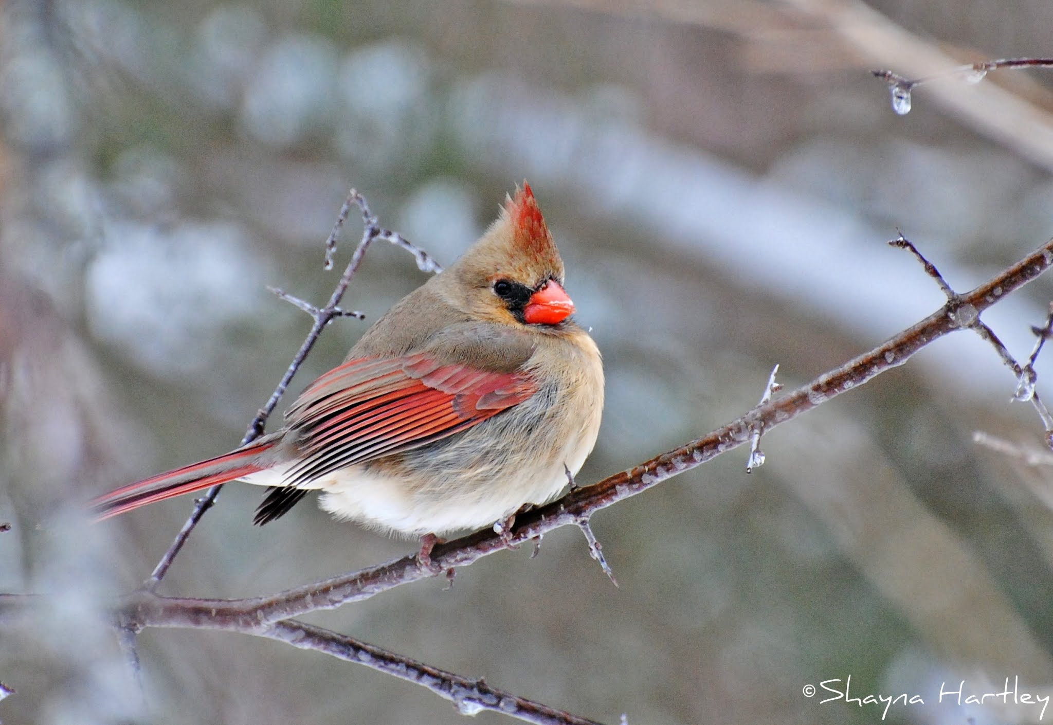 Species Spotlight: Northern Cardinals | Nature Notes Blog