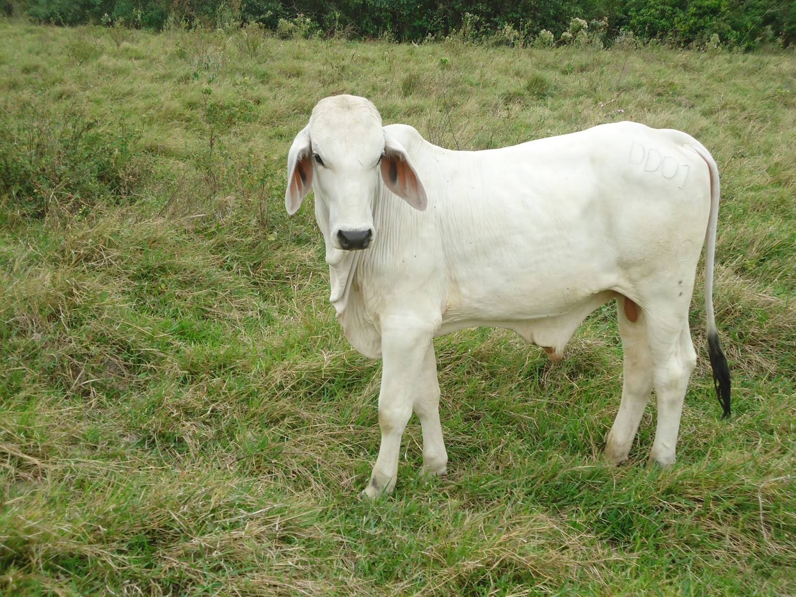 Cebu animal - Imagui