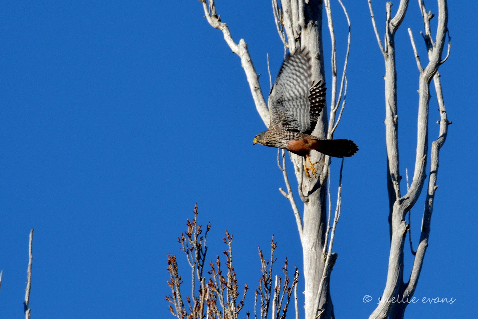 Two Go Tiki Touring: Finches & A Falcon