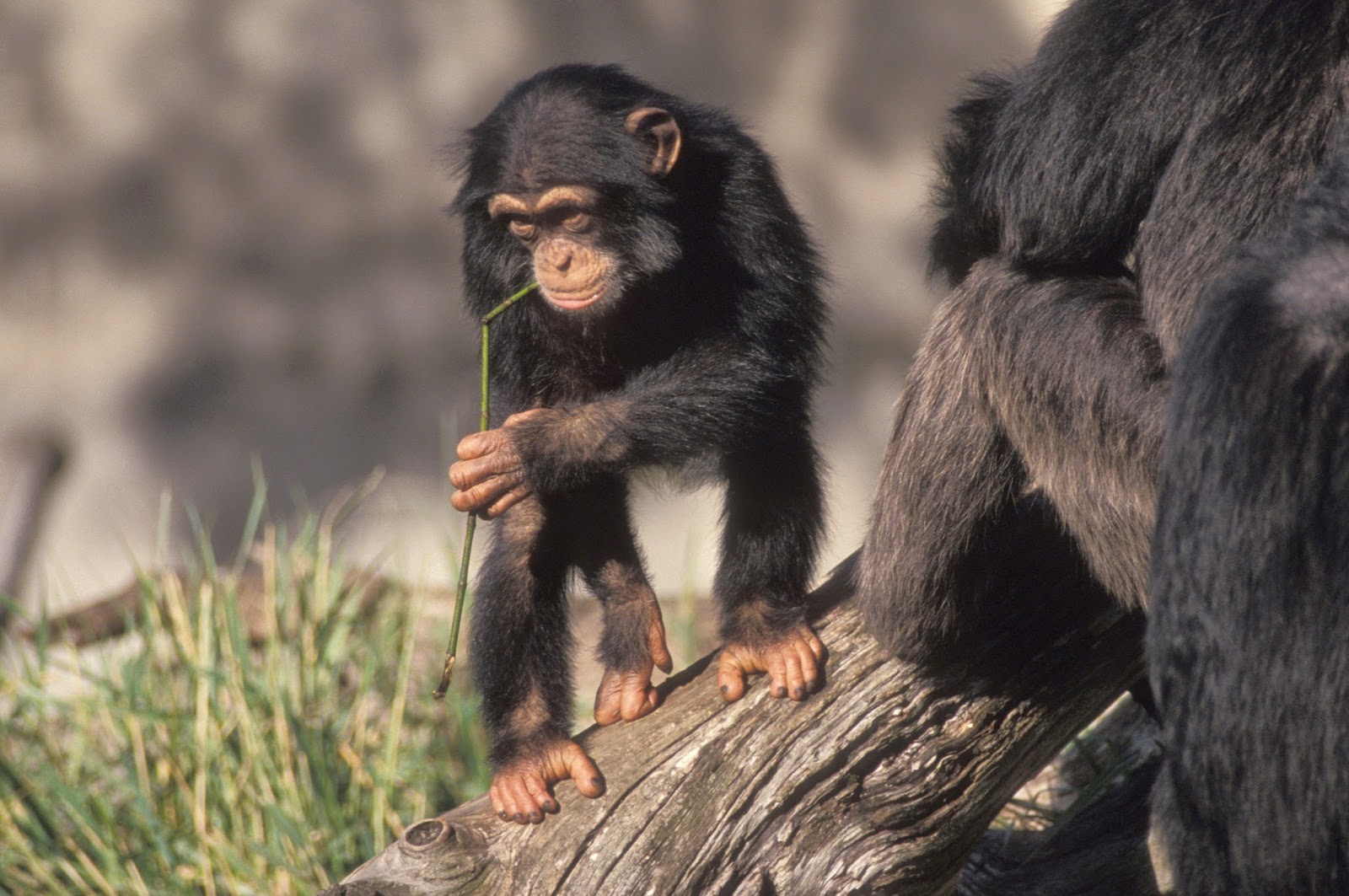 Top 52 Most Cute And Innocent Monkey Wallpapers In Full HD | HDmasha