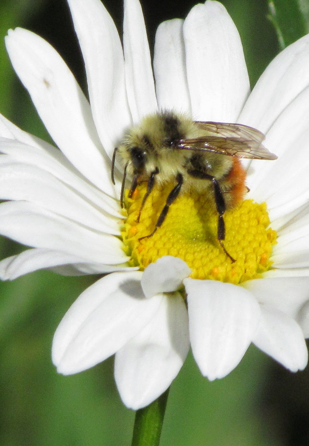 Bug Eric: Identification Expectations