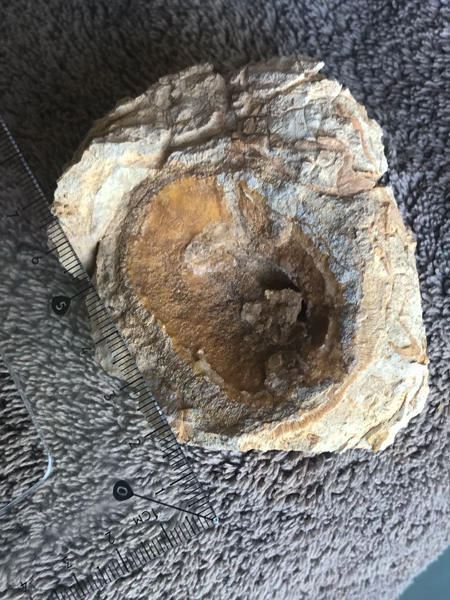 Birds of Saudi Arabia: Rudist fossil Durania cornupastoris - Thumamah