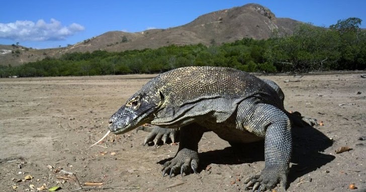 Bagaimana Komodo Merawat Telurnya? | Belajar Sampai Mati