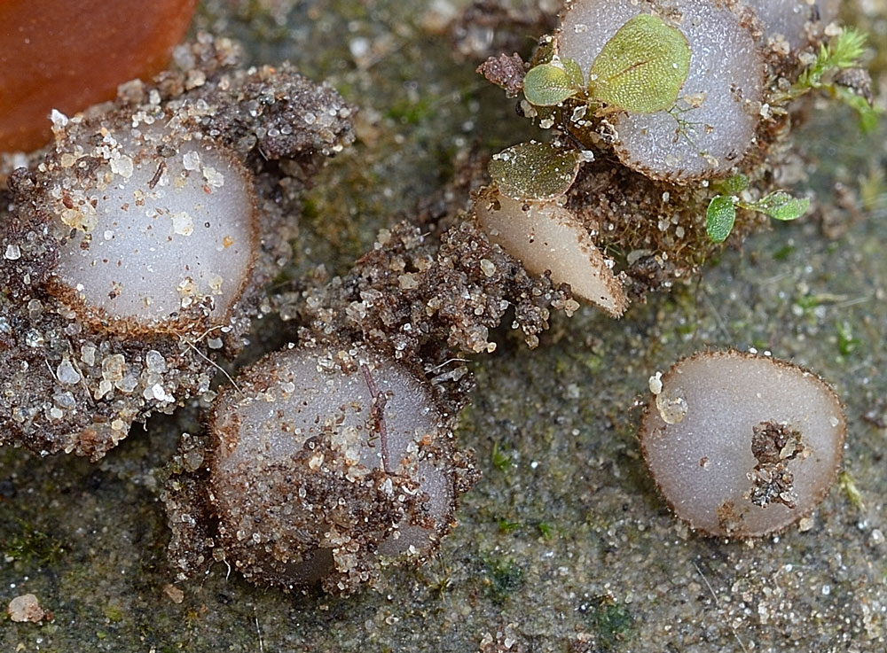 Funghi Teramani: Trichophaea woolhopeia (Cooke & W. Phillips) Arnould