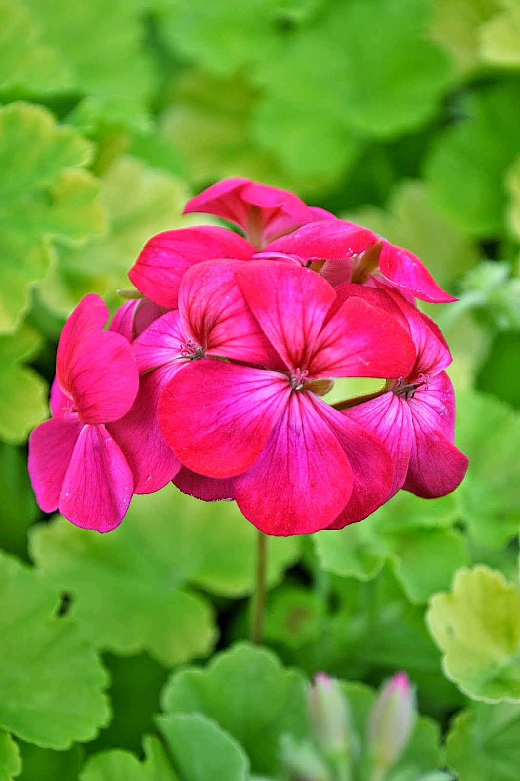 The Outlaw Gardener: Welcome to Work part two Jungle Fever Exotics Nursery.