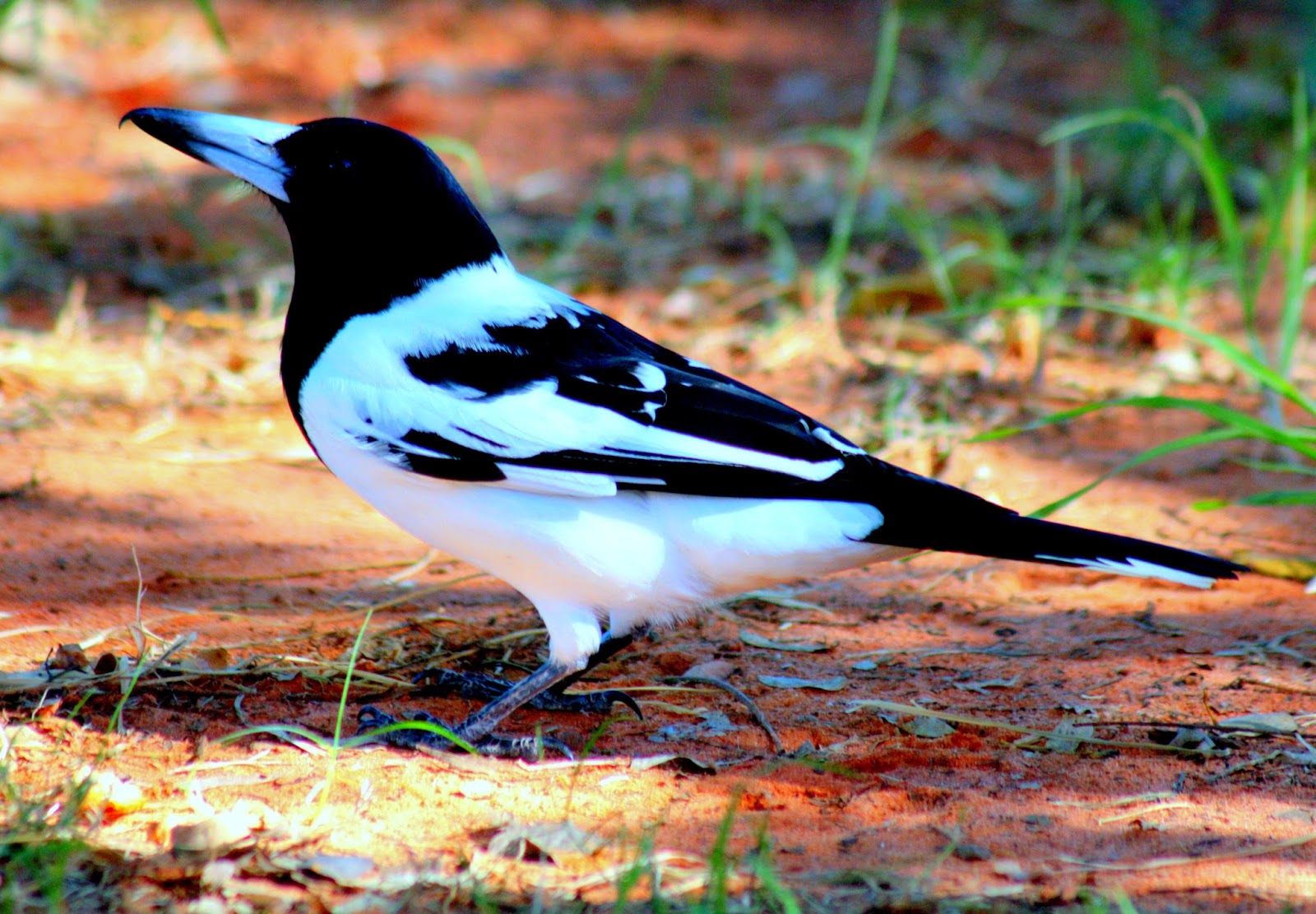 TJ on the Road Again in 2013: HALLS CREEK, FITZROY CROSSING, DERBY