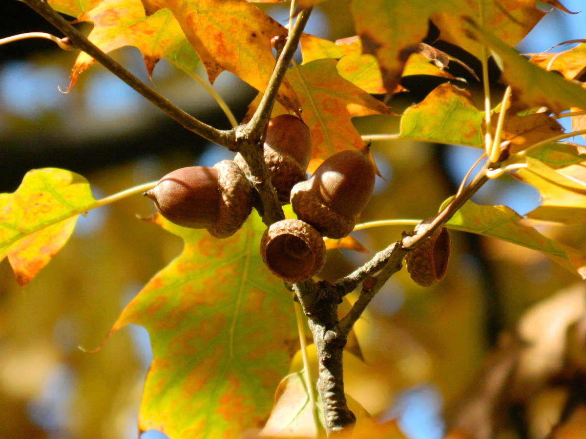 LA MULTI ANI, ROMANIA!: Ghinda printre frunze colorate de stejar