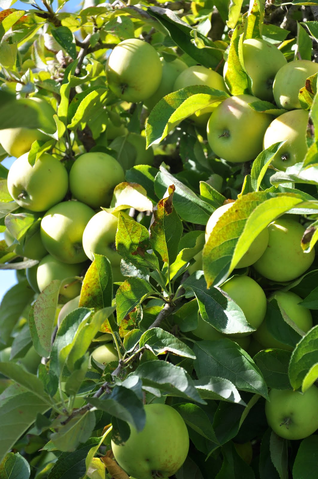 moments ...: Ooooo... macam ni rupanya pokok epal...