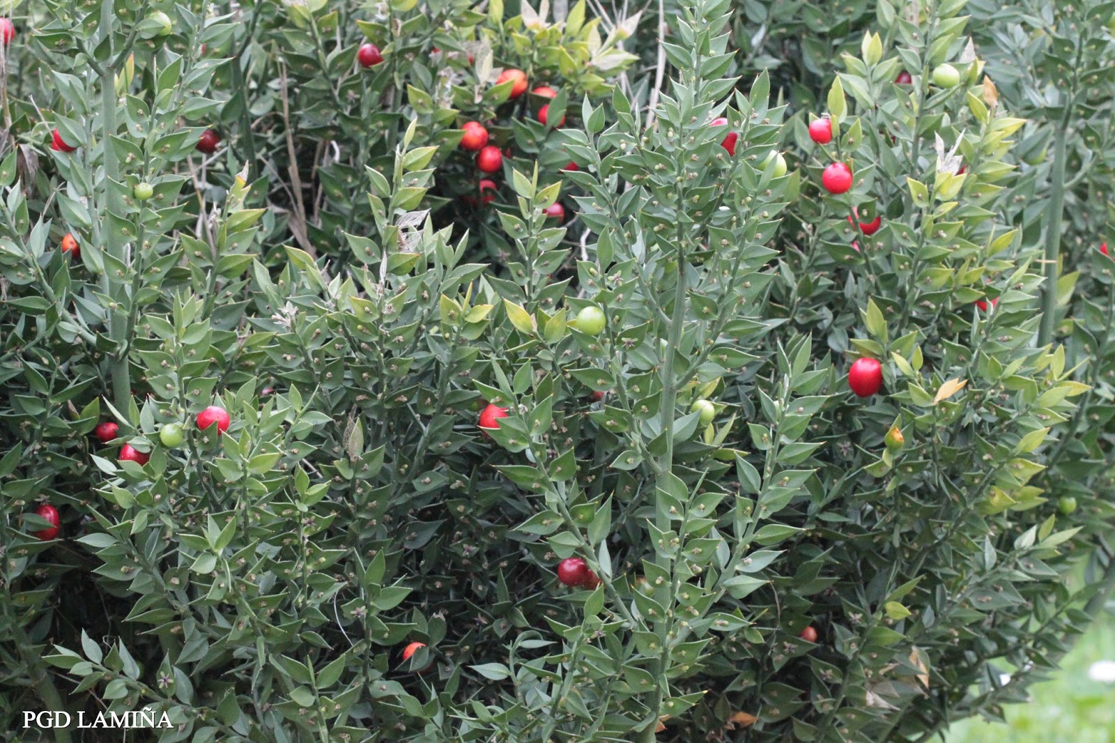 RUSCUS ACULEATUS. rusco o ruscus.