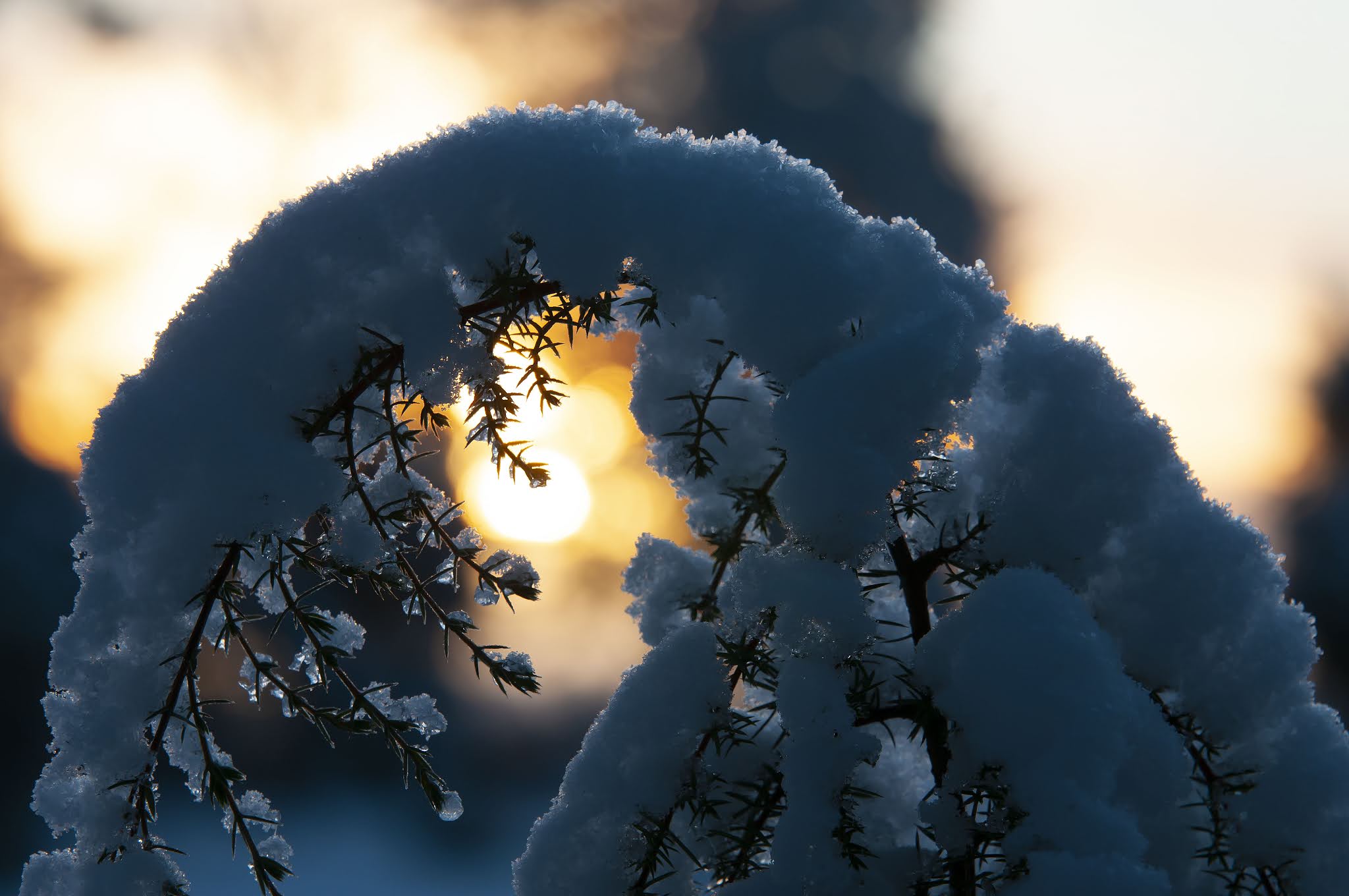 Lasses naturfotoblogg: Vinterbilder