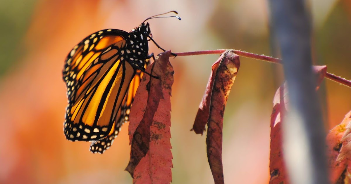 5 Tips for Fall Wildlife Photography | Nature Notes Blog