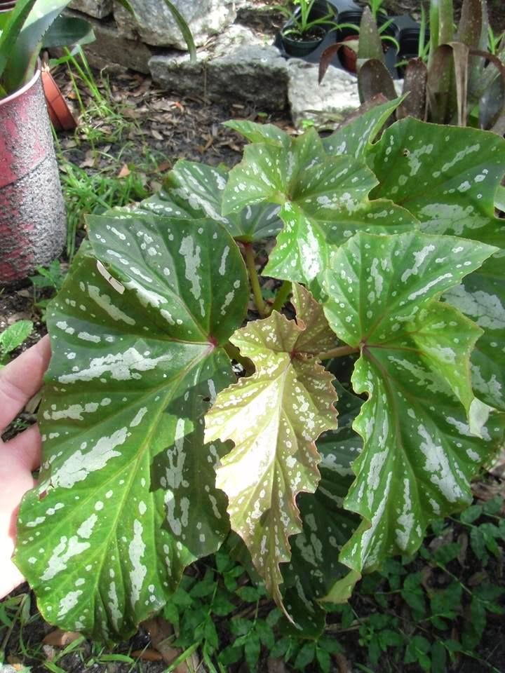 Всё о бегониях и не только...: Begonia 'Silver Mist'