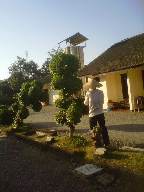 Membentuk Daun Teh-Tehan Yang Tinggi Agar Menarik Dan Indah