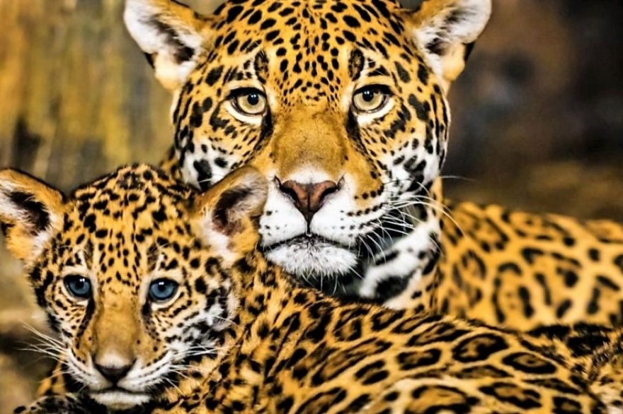 Crónicas de la Tierra sin Mal : ¿Por qué debemos proteger al yaguareté ...