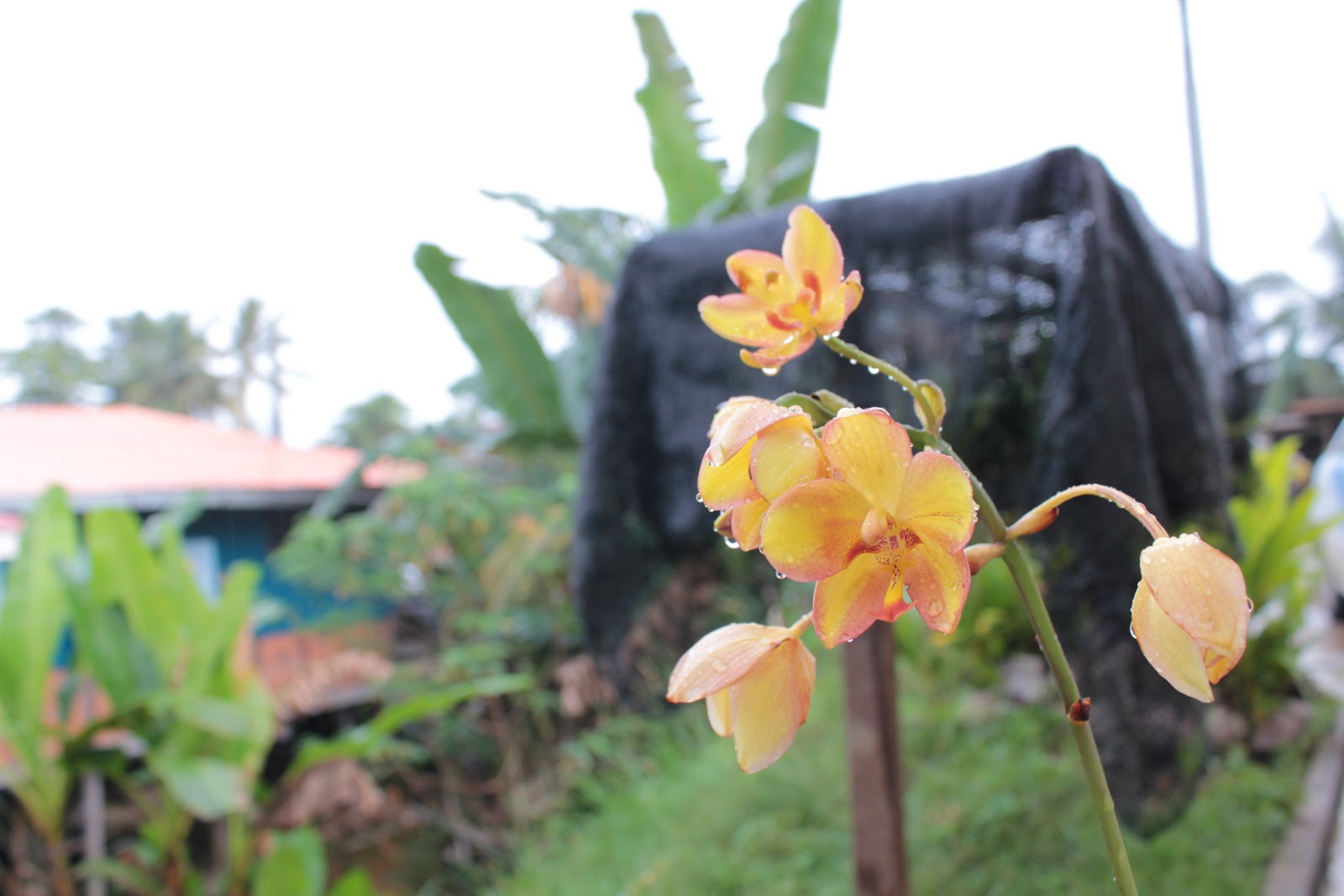 Laman Orkid Kadir: Koleksi Orkid Pinang...