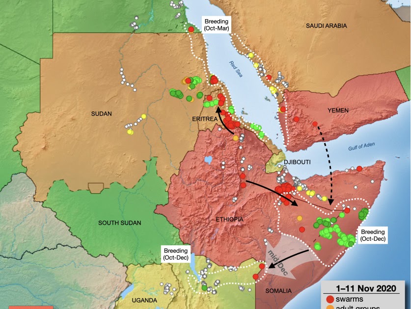 The Big Wobble : As the 2020 Biblical record-breaking locust invasion ...