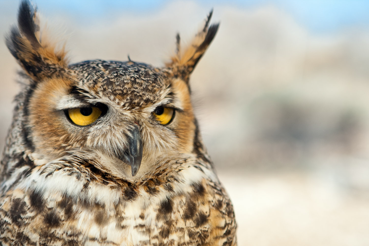 Bellas Aves de El Salvador: Bubo virginianus (buho real, americano ...