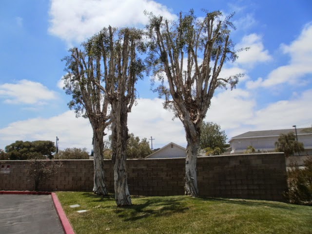 アメリカにずっと住む．．．つもり: フトモモ科 メラルーカ属の木、カジュプット（Cajeput Tree, Melaleuca ...