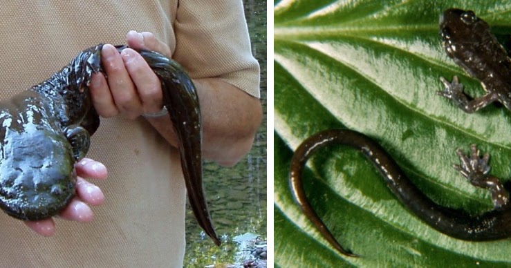 PA Environment Digest Blog: Who Will Be PA’s Official State Amphibian ...