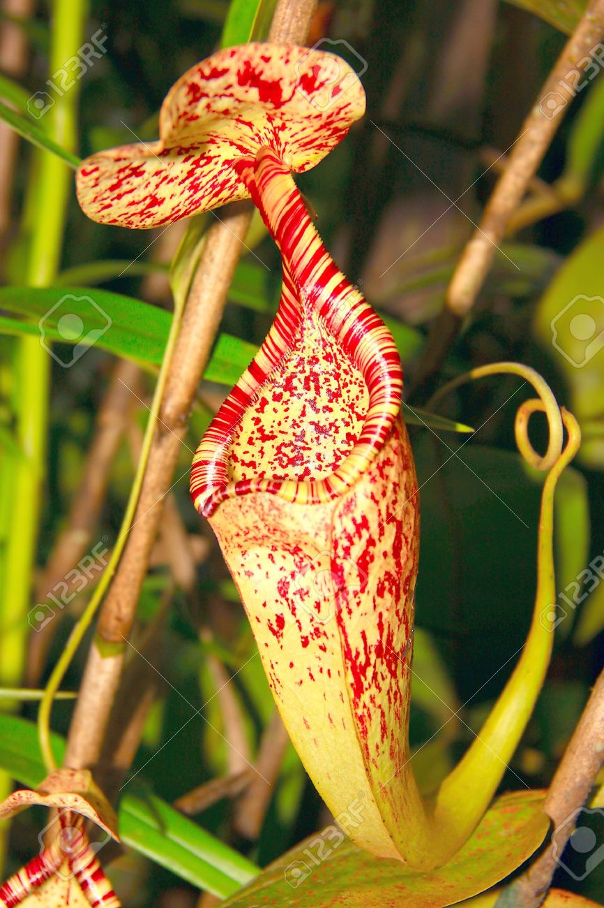 POKOK BUAH SAYUR DAUN BUNGA AKAR BATANG : POKOK PERIUK KERA
