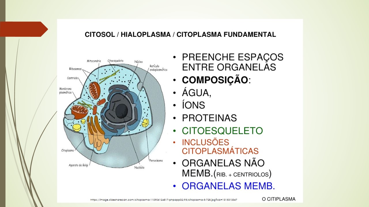 1ºAno: aula sobre célula e suas estruturas