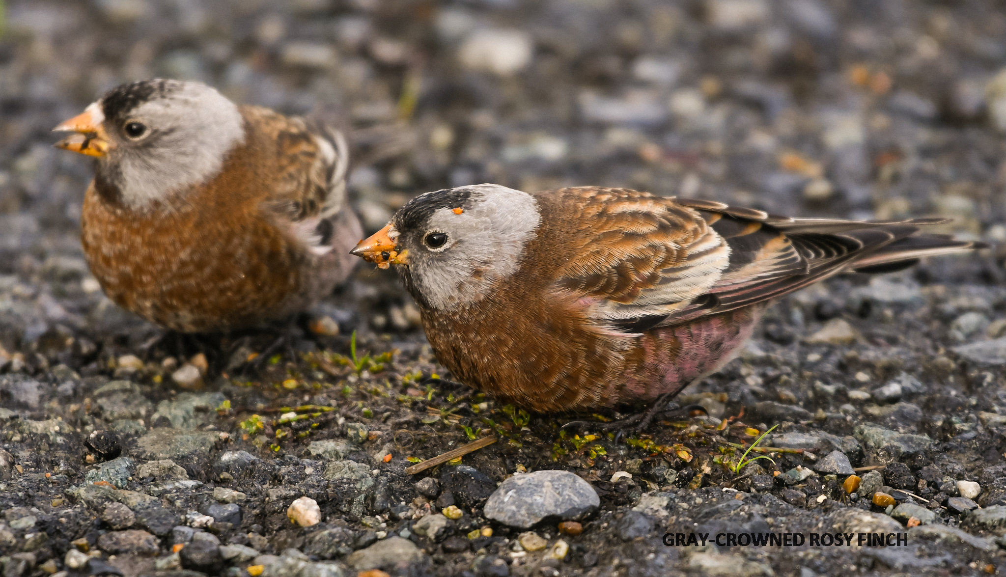 BC Rare Bird Alert: Vancouver and Area, Fraser Valley and Sea to Sky